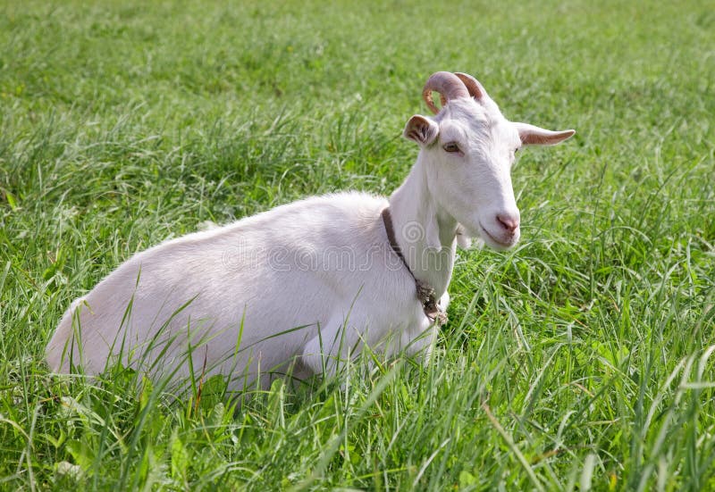 Capra fotografia stock. Immagine di lane, animale, verde - 10517734