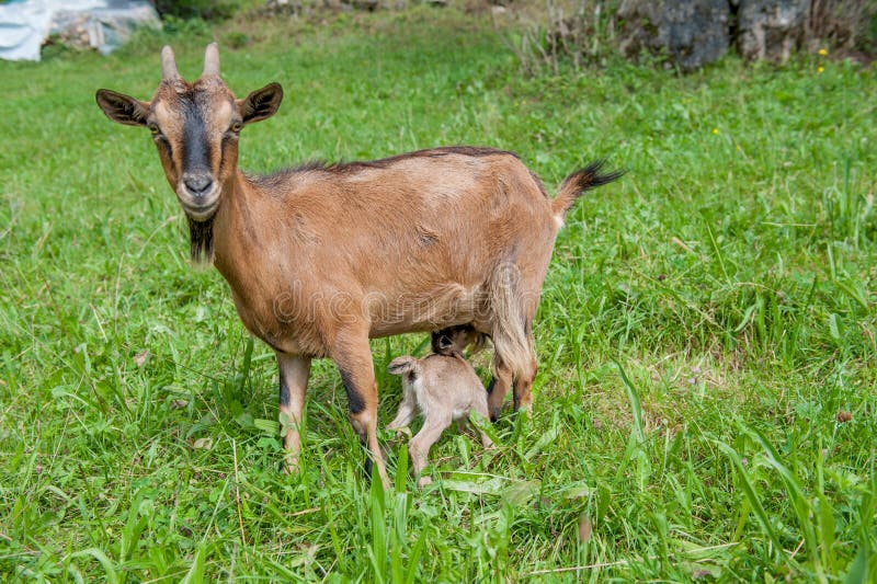 Capra fotografia stock. Immagine di cucciolo, alpi, animale - 106639626