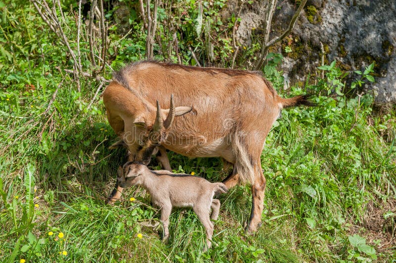 Capra fotografia stock. Immagine di cucciolo, alpi, animale - 106639626