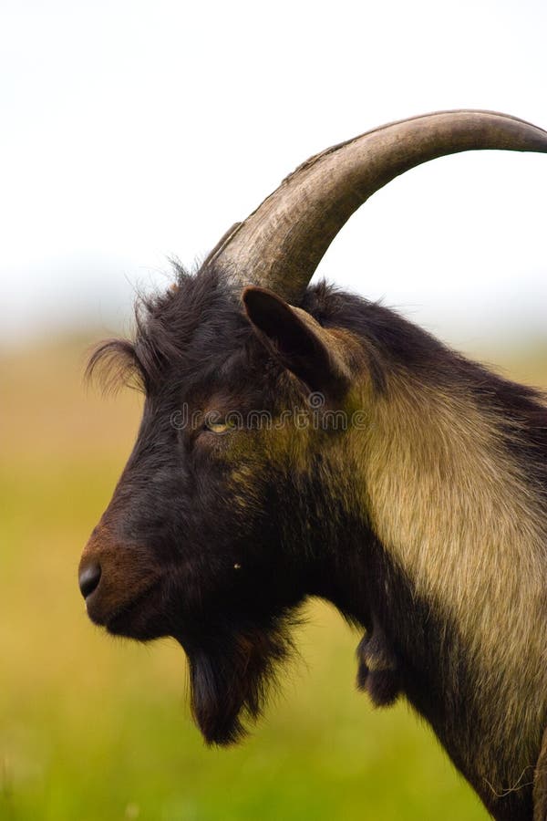 Capra fotografia stock. Immagine di erba, podere, pascolo - 10841222