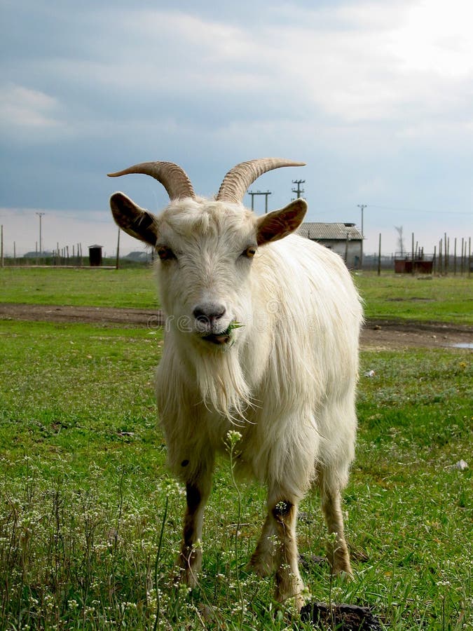Capra immagine stock. Immagine di giovane, cielo, bianco - 9344117