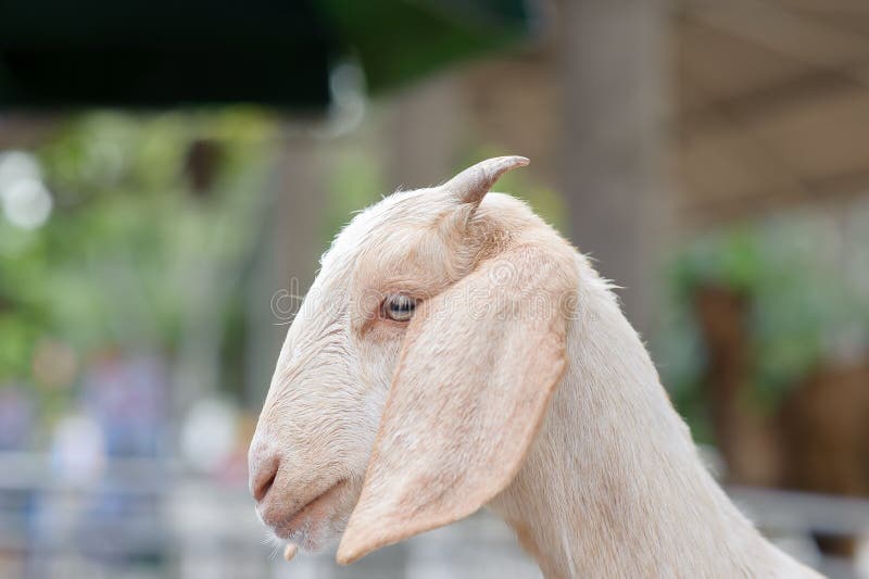 Capra immagine stock. Immagine di carino, felice, bello - 108750965
