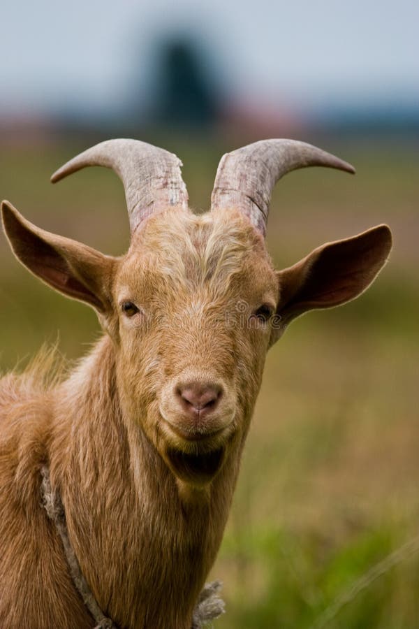 Capra fotografia stock. Immagine di mammifero, testa - 10893576