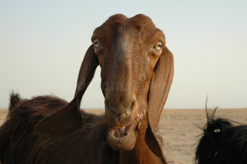 Capra fotografia stock. Immagine di sabbia, neutro, cammelli - 1099000