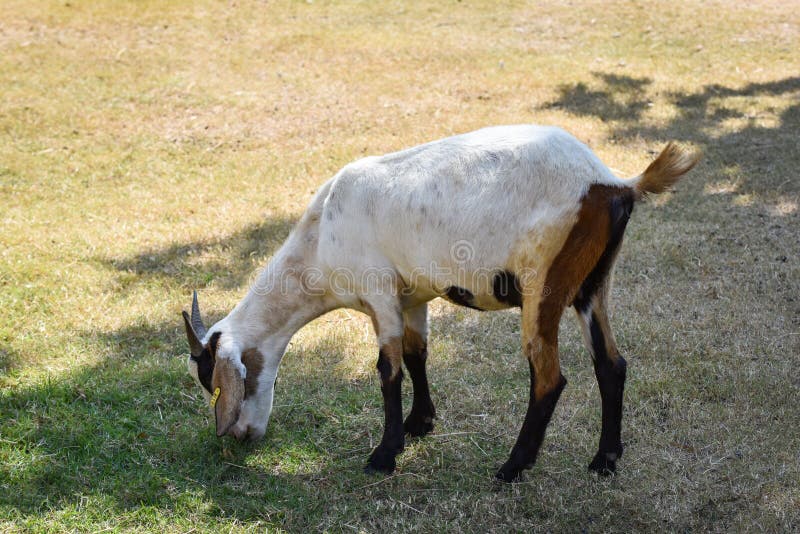 Capra immagine stock. Immagine di adorabile, bere, capra - 110033143