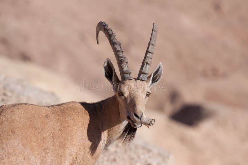 Capra fotografia stock. Immagine di animale, animali - 11350586