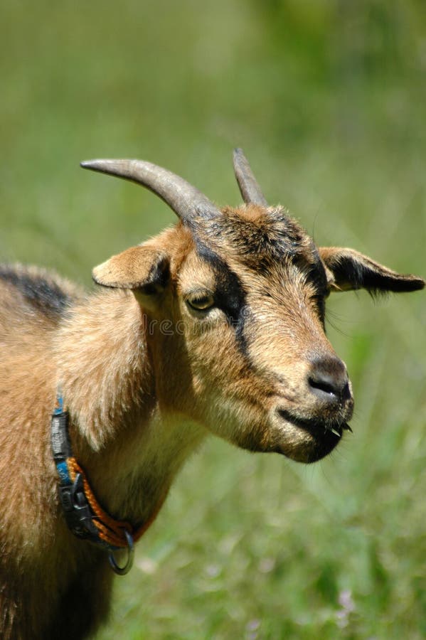 Ritratto capo della capra fotografia stock. Immagine di fauna - 2025738