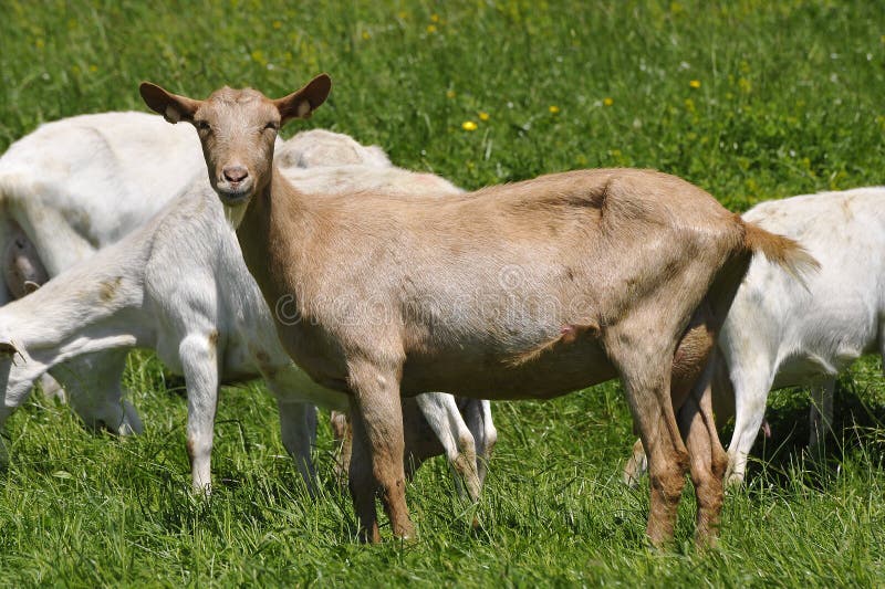 Capra fotografia stock. Immagine di giallo, pascolo, formaggio - 14708446