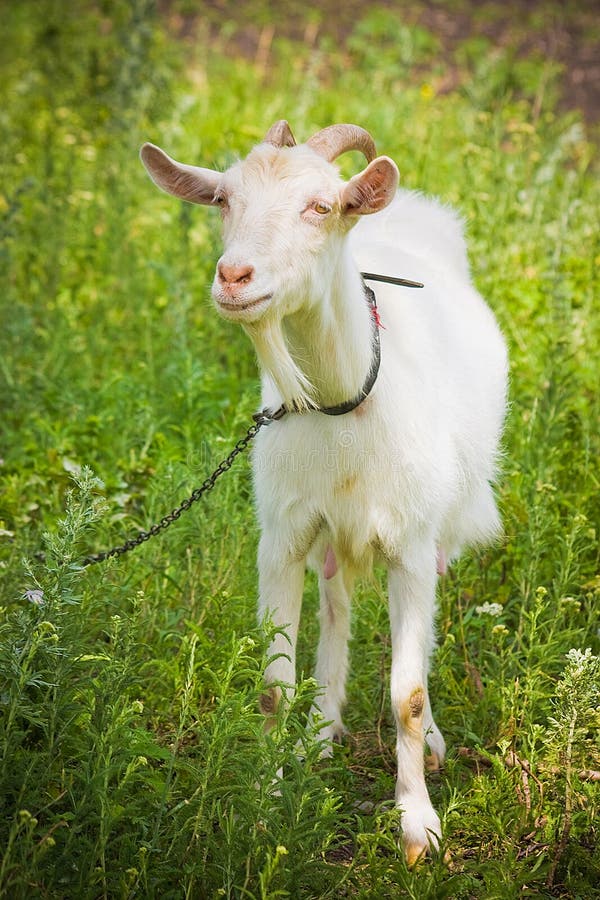 Capra bianca fotografia stock. Immagine di podere, mammifero - 26092298