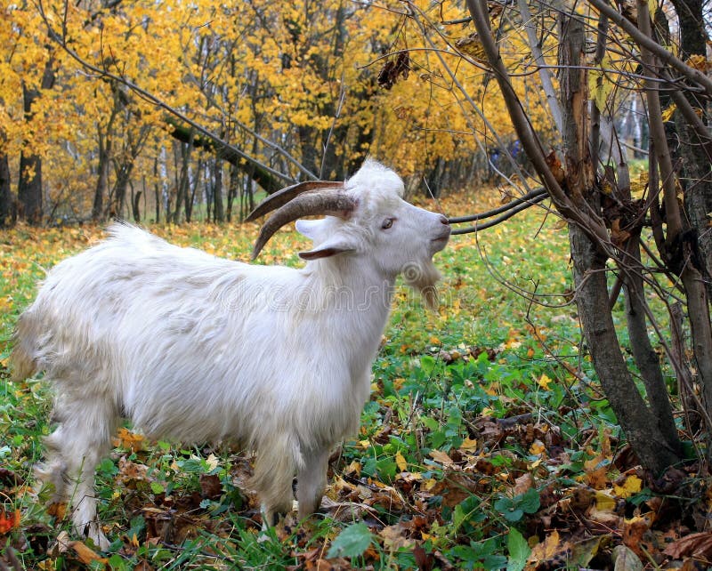 Capra fotografia stock. Immagine di ranch, parco, bambino - 15770336