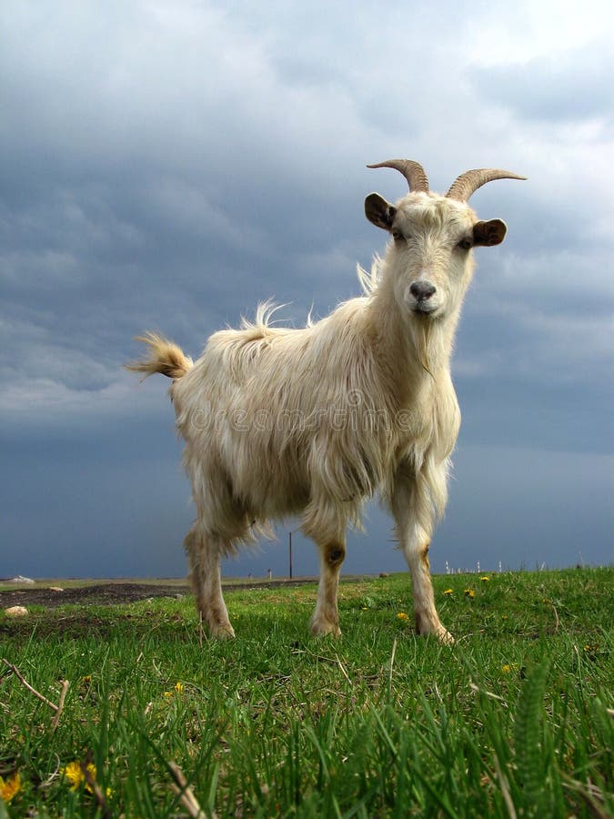 Capra immagine stock. Immagine di giovane, cielo, bianco - 9344117