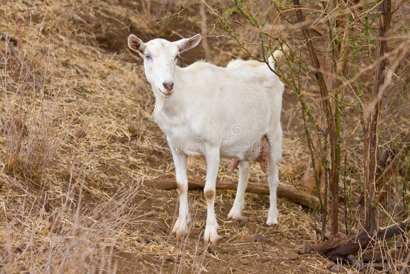 Capra fotografia stock. Immagine di nessuno, nave, rurale - 16225666