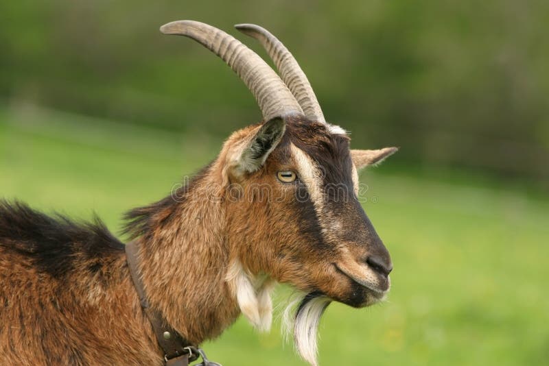 Capra immagine stock. Immagine di nazionale, erba, barbuto - 1784861