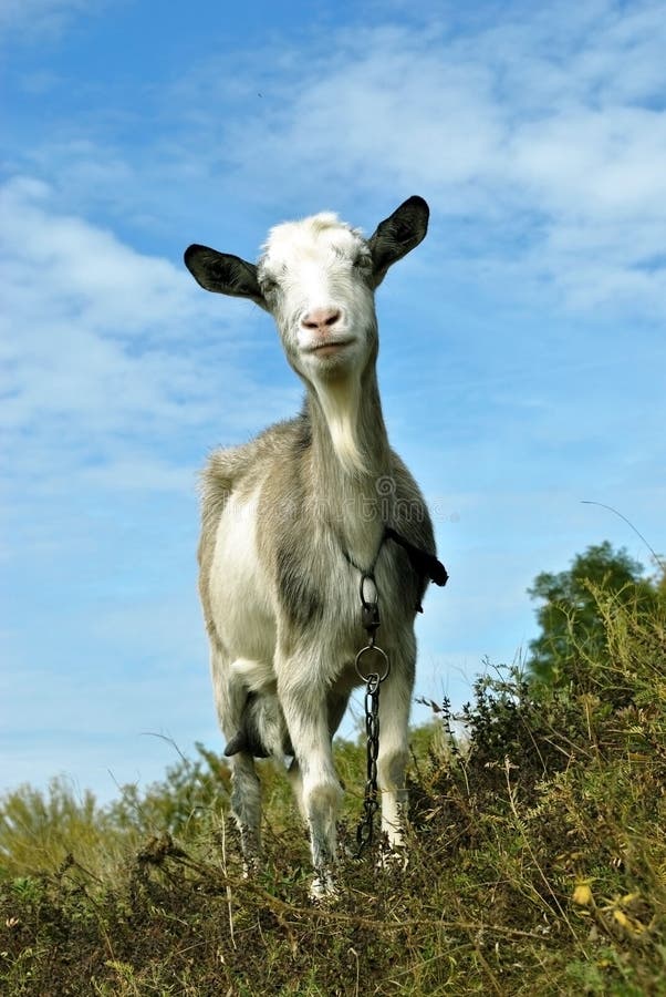Capra fotografia stock. Immagine di giorno, mammifero - 21768452