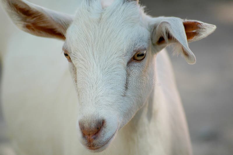 Capra immagine stock. Immagine di natura, animali, campi - 305149