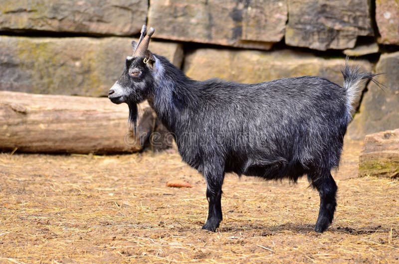 Capra fotografia stock. Immagine di africano, capra, africa - 30883822