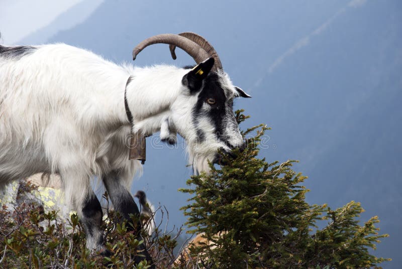 Capra immagine stock. Immagine di prato, capre, consumo - 37417145