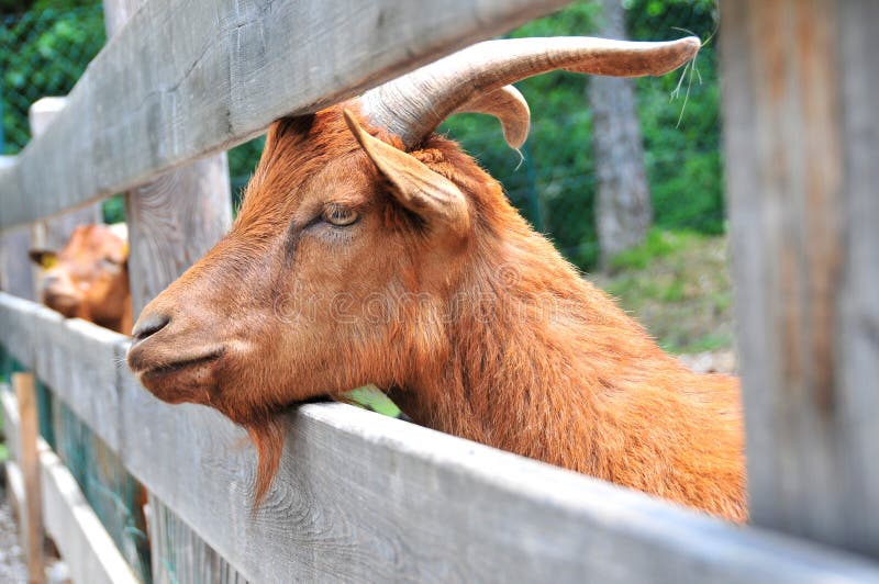 Capra fotografia stock. Immagine di felice, vista, animale - 43265520