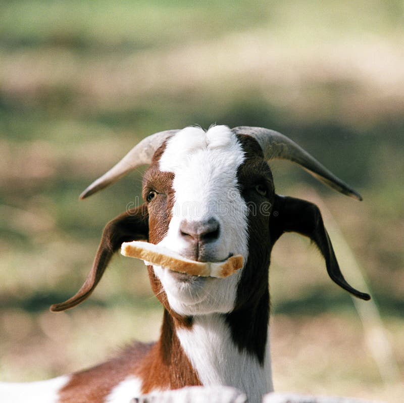 Capra immagine stock. Immagine di corni, orecchi, consumo - 4368331