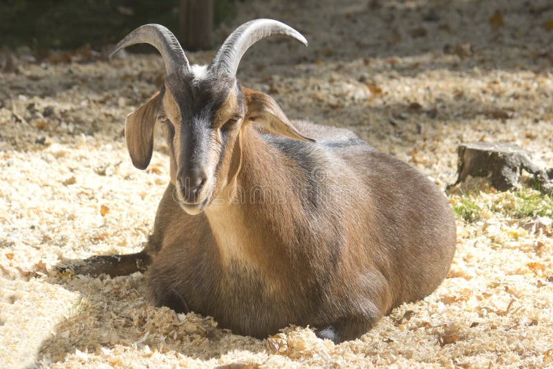 Capra fotografia stock. Immagine di mammifero, simbolo - 45176516