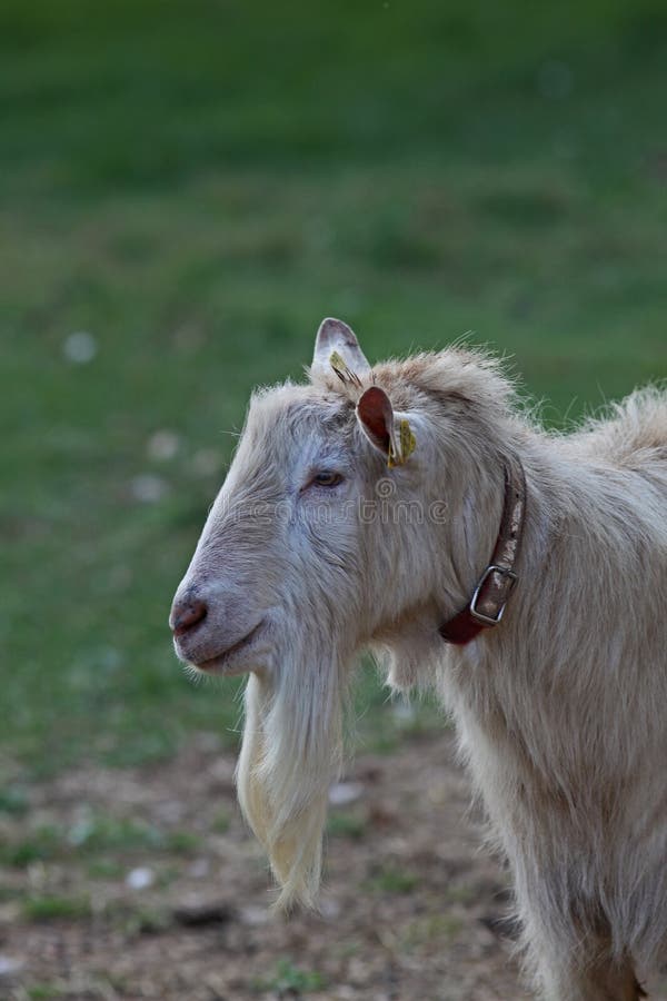Capra immagine stock. Immagine di barba, erba, collare - 48003549