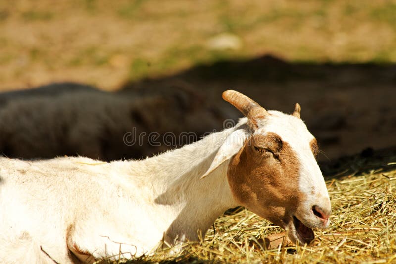 Capra immagine stock. Immagine di alimentazione, orecchi - 56561469