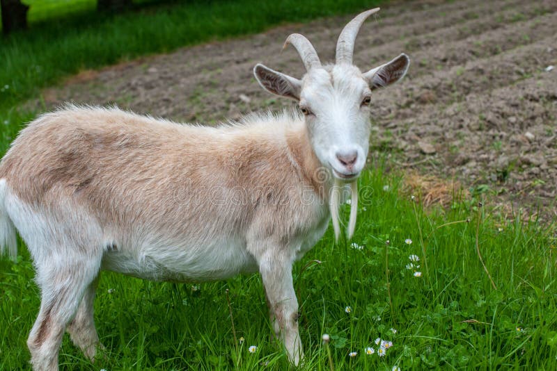 Capra fotografia stock. Immagine di marrone, podere, pascolo - 57683264