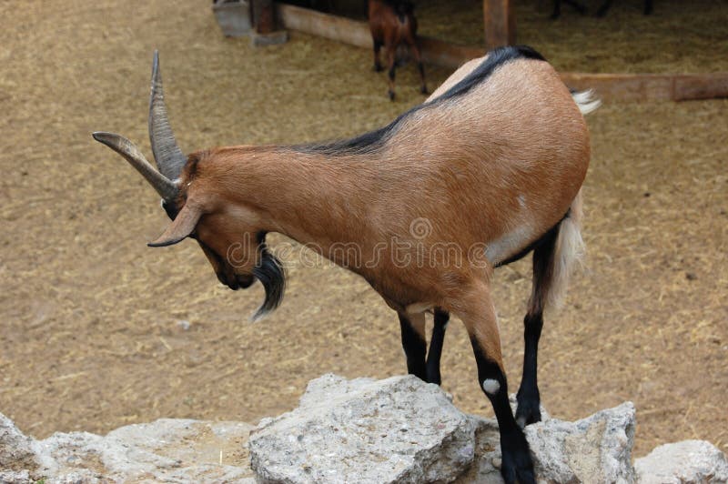 Capra fotografia stock. Immagine di fogliame, erba, mammiferi - 58082170