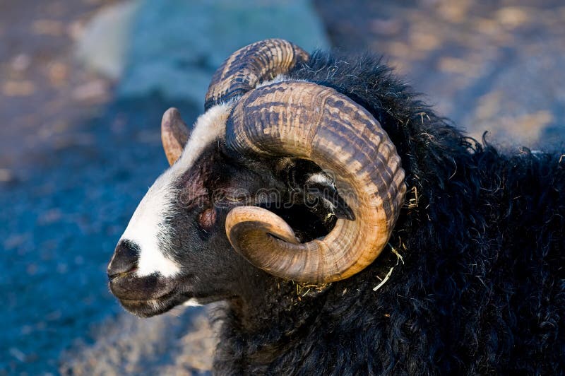 Capra fotografia stock. Immagine di toro, campagna, ariete - 7076296