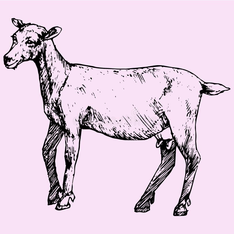 Stare-vettore Della Capra Del Fumetto Disegnato A Mano Illustrazione ...