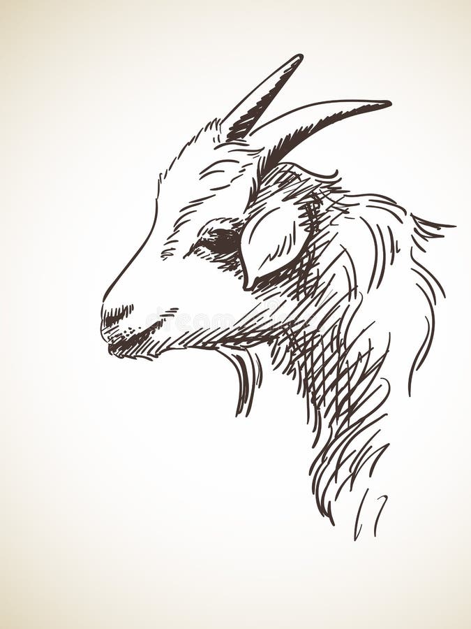 Disegno Manuale Di Sketch Del Vettore Della Testa Di Capra ...