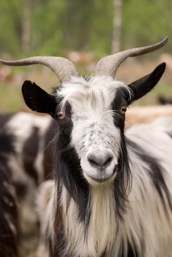 Capra immagine stock. Immagine di nazionale, animale, naughty - 9205935