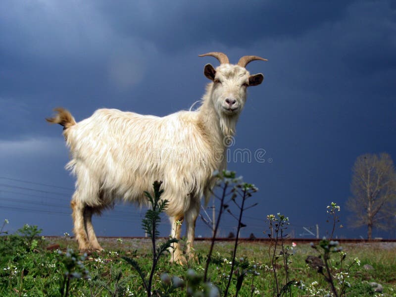 Capra fotografia stock. Immagine di maturo, erba, animali - 9344100