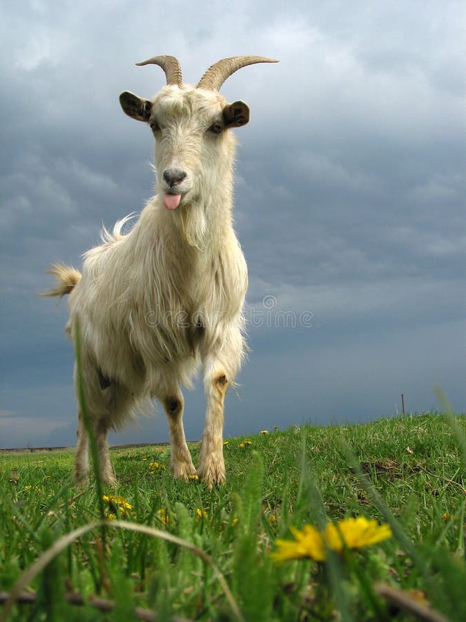 Capra immagine stock. Immagine di giovane, cielo, bianco - 9344117