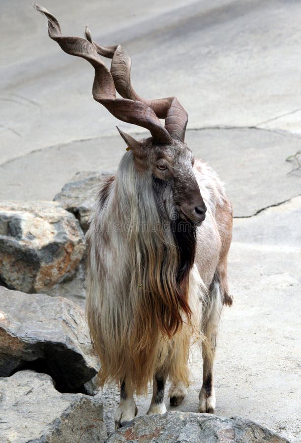 Capra immagine stock. Immagine di montagne, maggiore, animale - 9775377