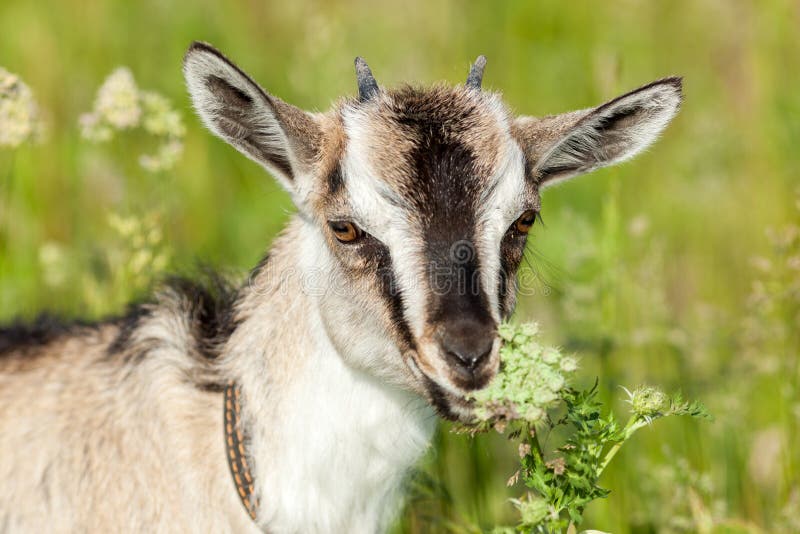 Capra Aegagrus Hircus, Goat. Stock Photo - Image of aegagrus, domestic ...