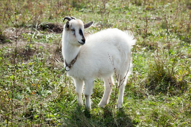 Capra Aegagrus Hircus, Goat. Stock Photo - Image of domestic, farming ...