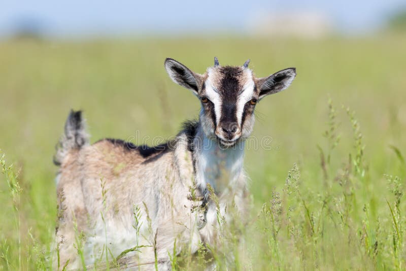 Capra Aegagrus Hircus, Goat. Stock Image - Image of animal, baby: 36731891