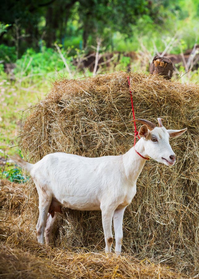 Mungitura della capra immagine stock. Immagine di campagna - 33304563