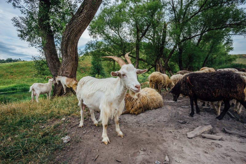 Capra, pecore o pecora immagine stock. Immagine di animale - 69169149