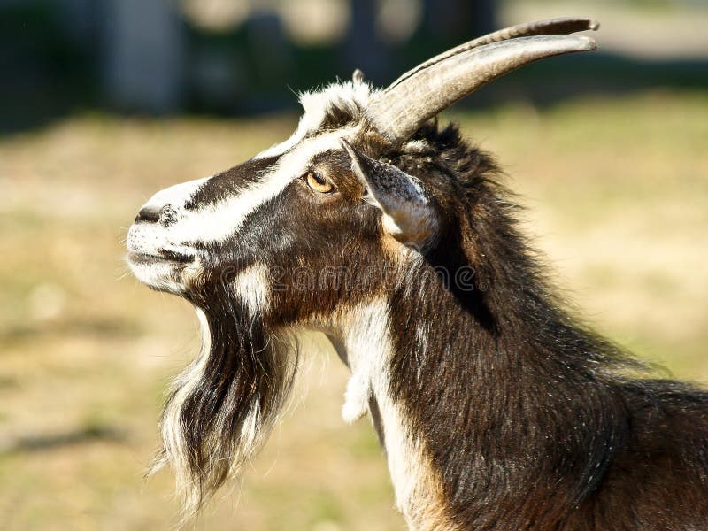 Capra con la barba nera fotografia stock. Immagine di podere - 43882740