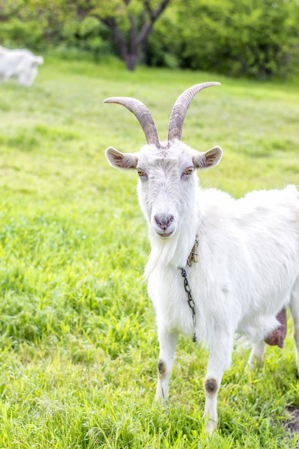 Capra Bianca Con Il Primo Piano Dei Corni Immagine Stock - Immagine di ...