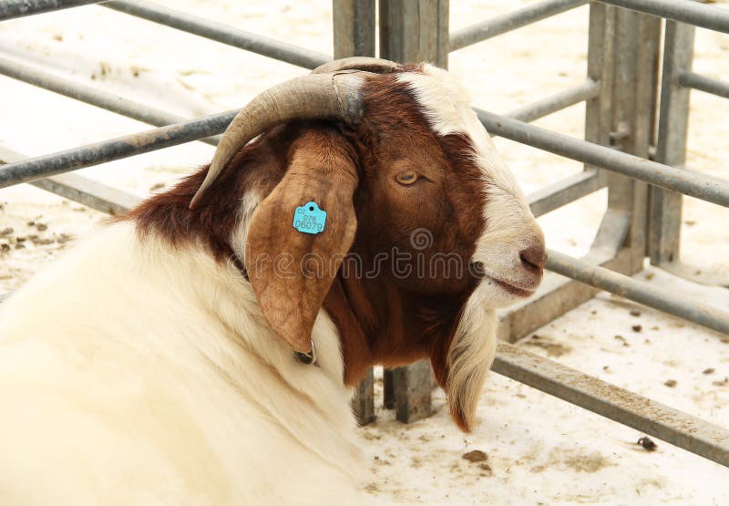 Le Capre Boere Di Un Maschio Stanno Mangiando L'erba Sul Pendio Di ...