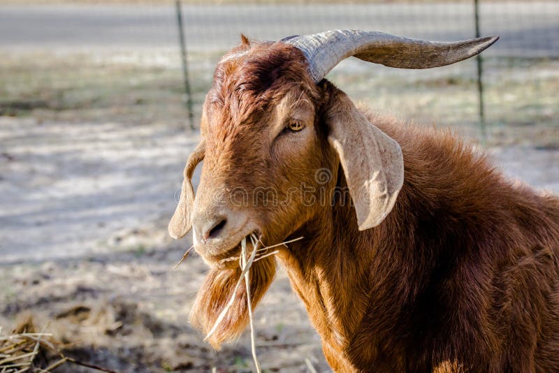 Capra Maschio Con Riposarsi Curvo Dei Corni Fotografia Stock - Immagine ...