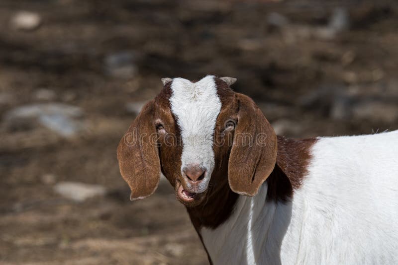 Capra boera in pascolo fotografia stock. Immagine di capra - 113650184