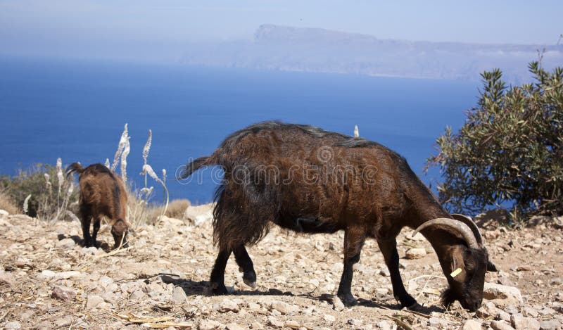 Capra Che Esamina Mare in Rodi Fotografia Stock - Immagine di corno ...