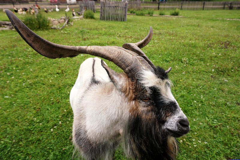 Capra Che Pasce In Un Prato Bestiame Che Sta Nel Campo Che Mangia Erba ...