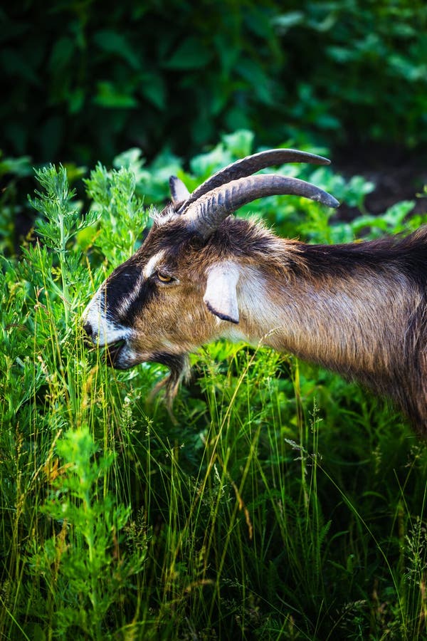 Capra Curiosa Sul Pascolo Verde Fotografia Stock - Immagine di animale ...