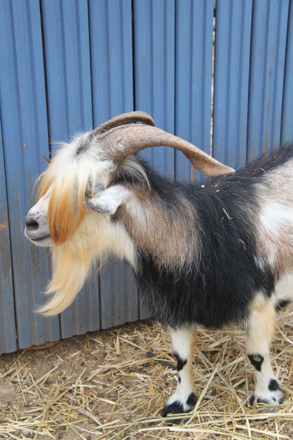 Capra Con Capelli Ed I Corni Lunghi Fotografia Stock - Immagine di ...