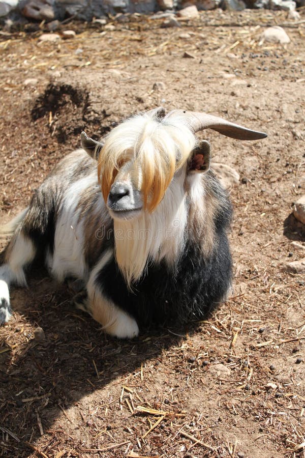 Capra Con Capelli Ed I Corni Lunghi Fotografia Stock - Immagine di ...